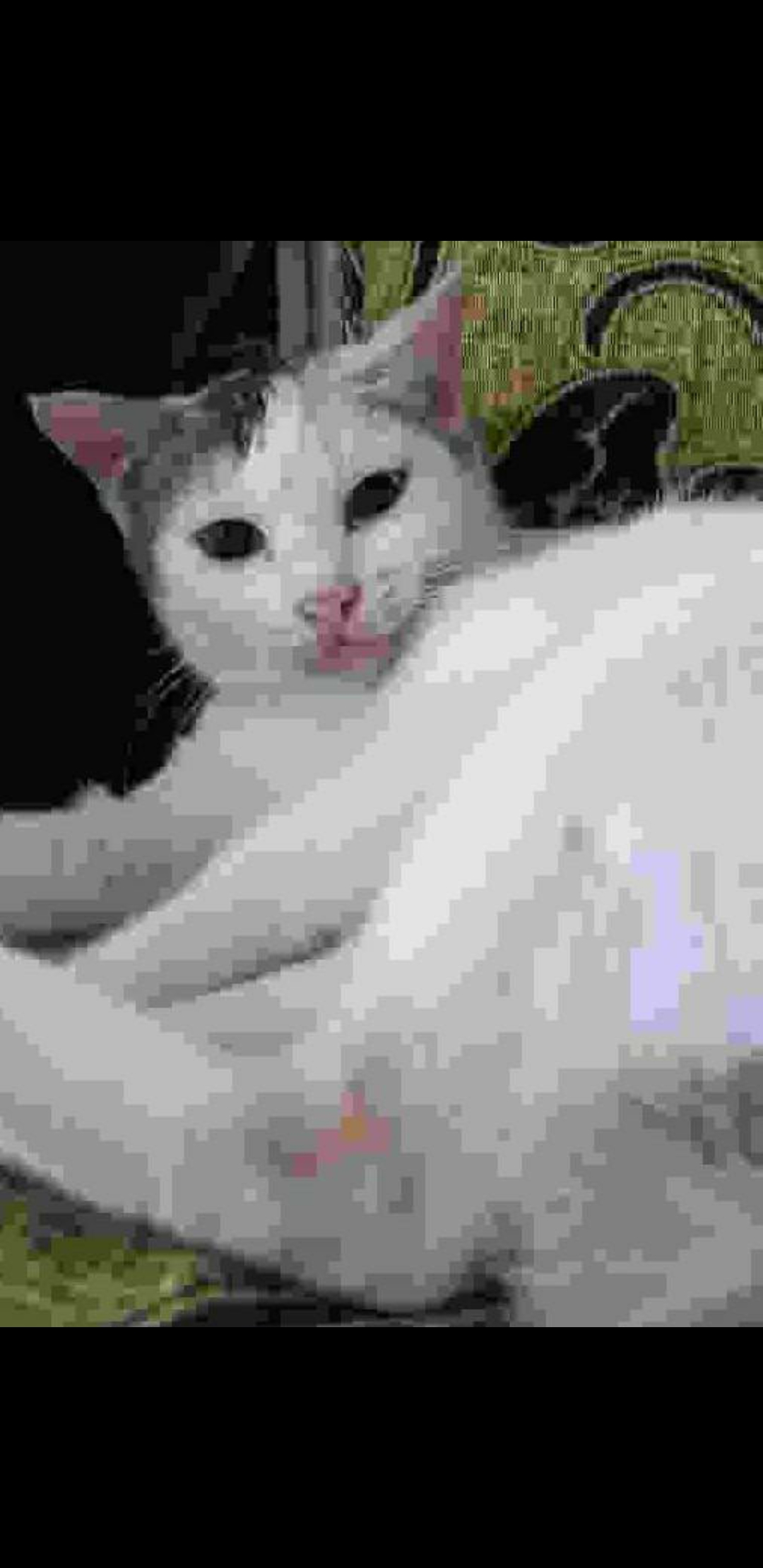 Beautiful and Cute Cat Popo | NFT Collection | Airnfts