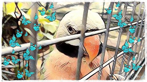 BIRD | NFT | Earn BNB, FTM, Polygon via NFTs | Airnfts