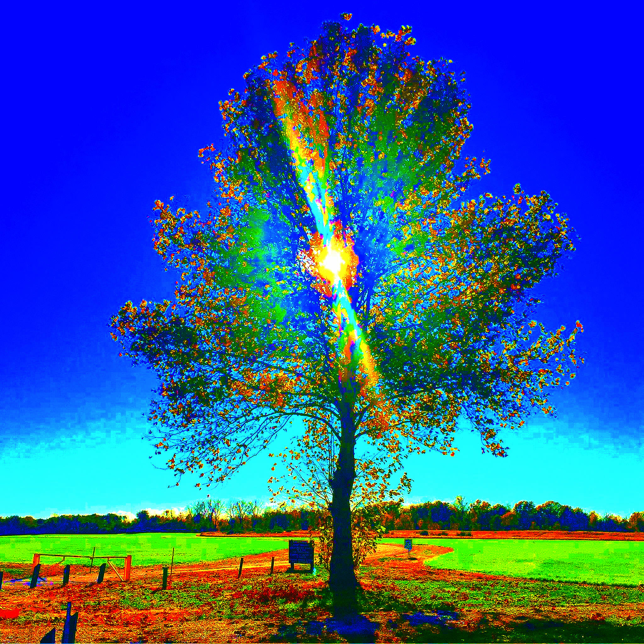 Sunlight Tree | NFT Collection | Airnfts