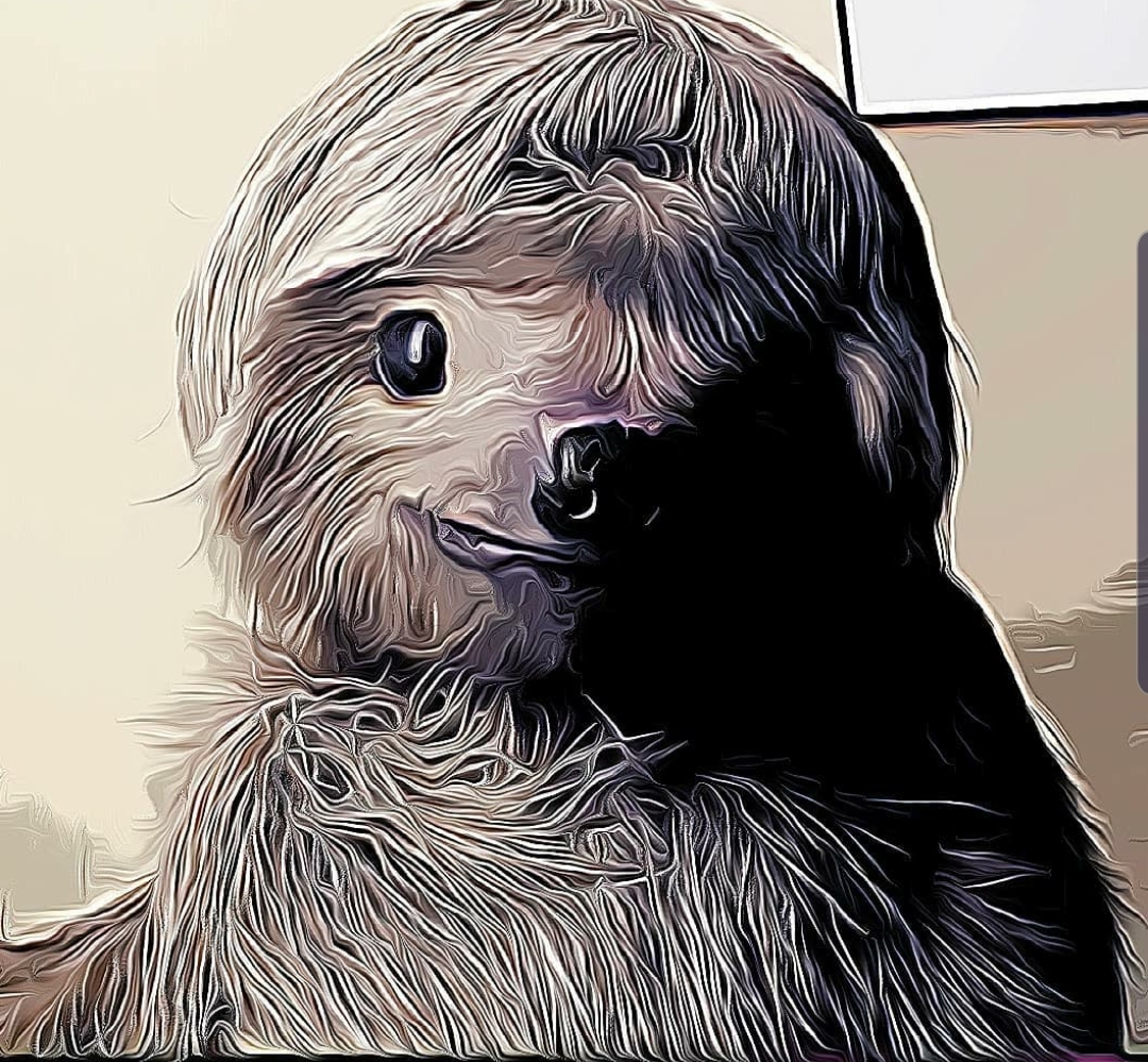 Strange Sloth | NFT Collection | Airnfts