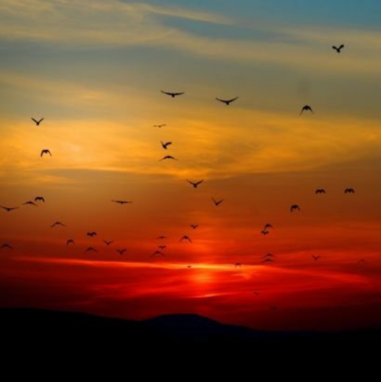 Sunset With Birds - #1 | NFT Collection | Airnfts