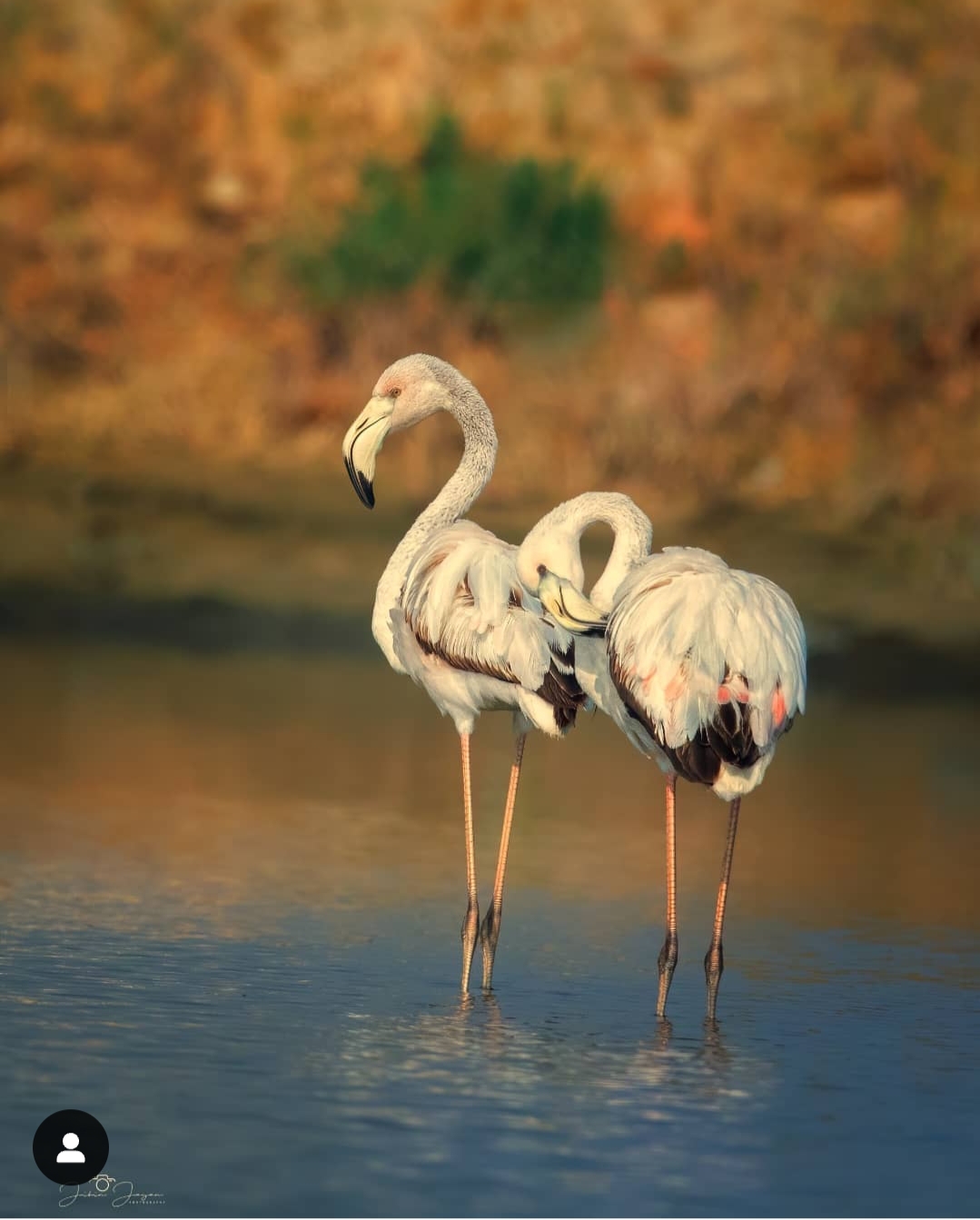 Wildlife Kerala | NFT Collection | Airnfts