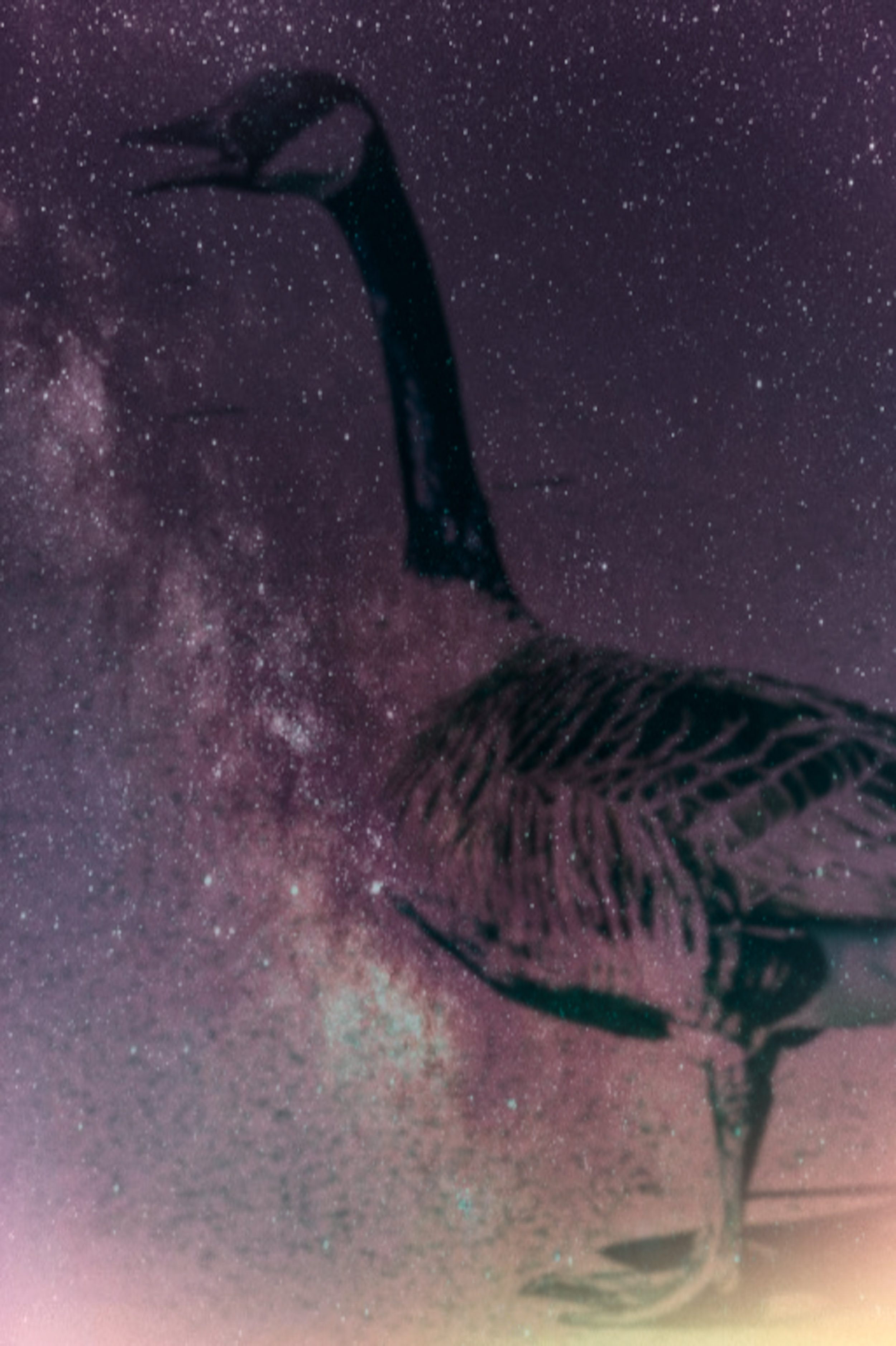 Duckets | NFT Collection | Airnfts